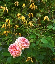 Med rött grus som röd tråd – Trädgård à la Rosenholm