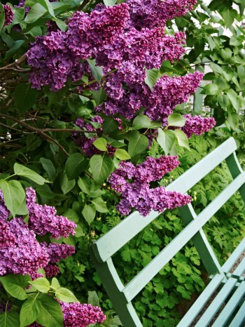 Gröna rum – Trädgård à la Rosenholm