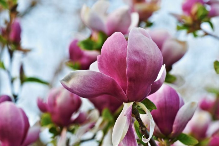Magnolia för alla – Trädgård à la Rosenholm