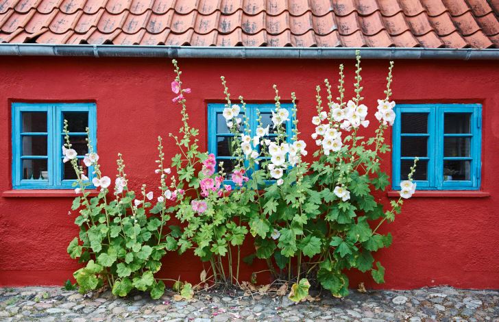 Rätt perenner till ditt hus – Trädgård à la Rosenholm