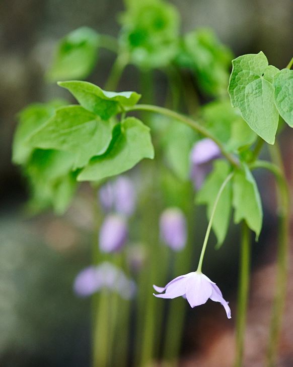 Majblommor i Uppsala botaniska – Trädgård à la Rosenholm