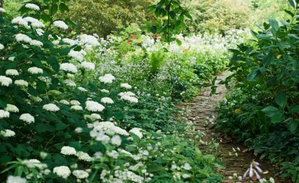 Hortensia – blommande buskar för sommar och höst – Trädgård à la Rosenholm